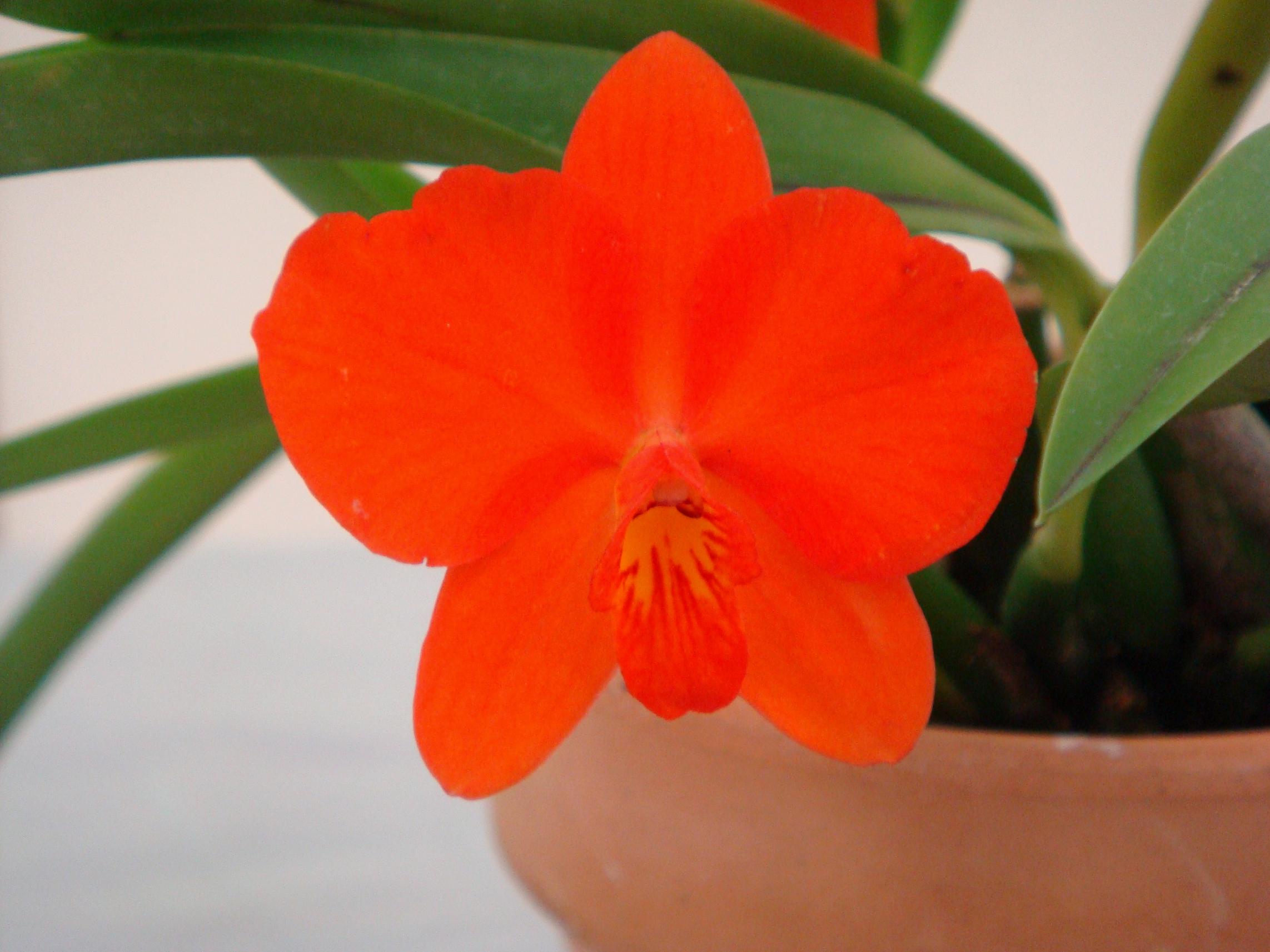 Cattleya coccinea Lindley